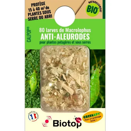 Mouches blanches, aleurodes : traitement bio & naturels