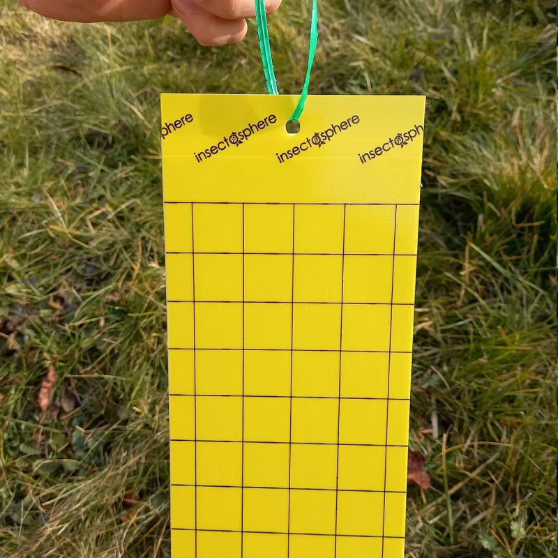 Piège englué chromatique Jaunes