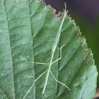 Phasmes moroses ou bâtons pour l'élevage loisir