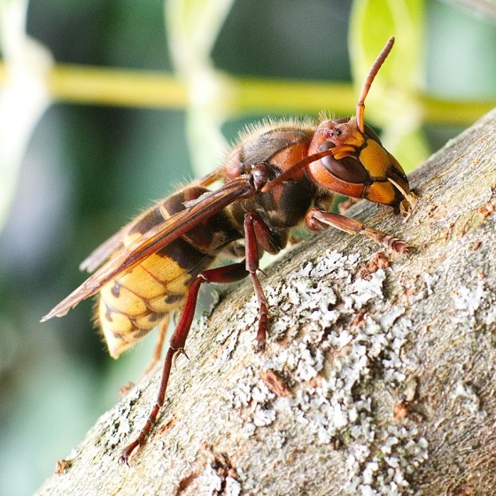 Piège à frelons asiatiques