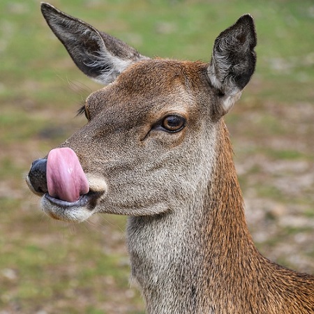 Répulsif à chevreuils et cervidés