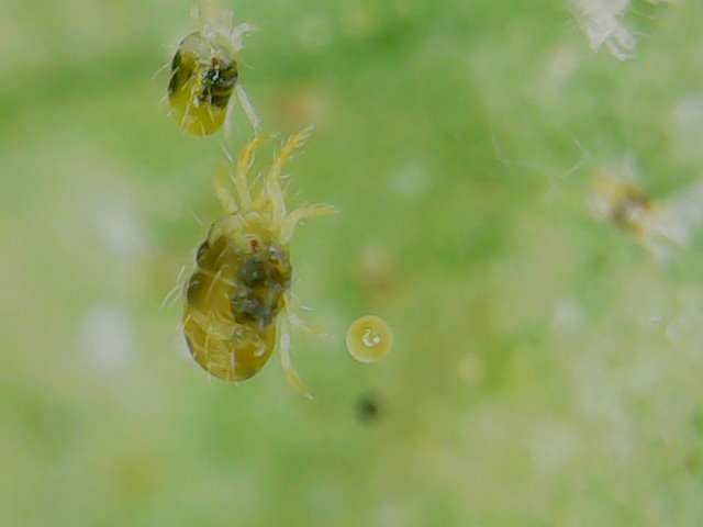 Macrolophus pygmaeus : auxiliaire anti acariens et tétranyques