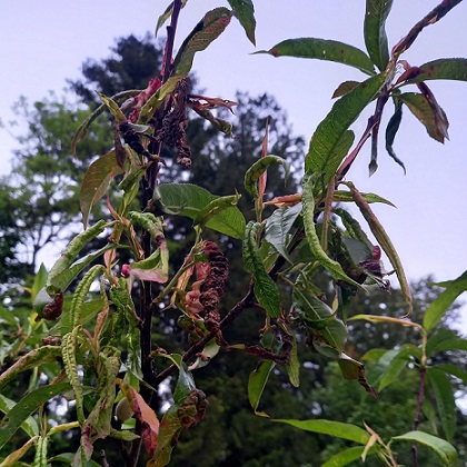 Cloque du pêcher - Traitements naturels et bio
