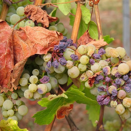 Mildiou de la vigne
