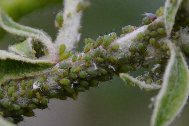 Puceron vert du pommier