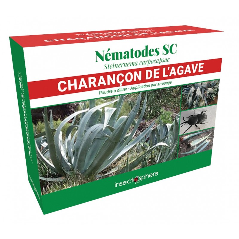 Charançon de l'agave - Traitements naturels et bio