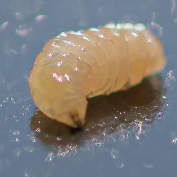 Mouche de la cerise