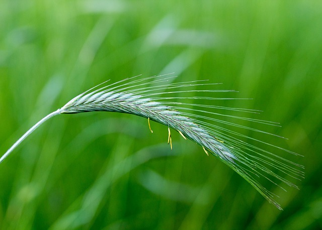 Semences de seigle fourrager bio