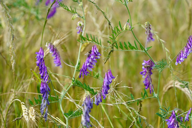 Graines de vesce commune bio