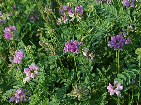 Graines de vesce commune bio